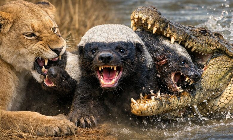 Can Crocodiles or Lions Kill the Fearless Honey Badger?
